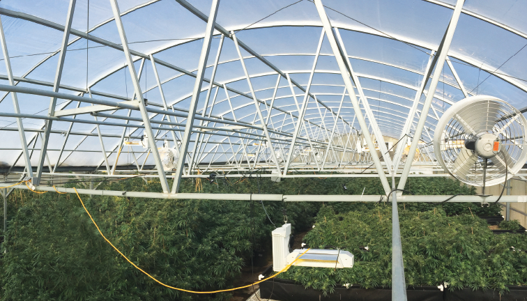 Cannabis Greenhouse Ventilation: Natural or Mechanical? – Total Energy ...