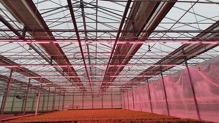 Switching From White Light to Pink LEDs Yields Faster Growing Stronger ...